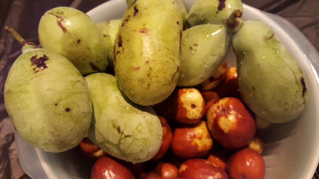 Today harvest - General Fruit Growing - Growing Fruit