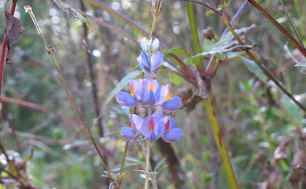Anyone growing tarwi (Lupinus mutabilis) - General Fruit Growing ...