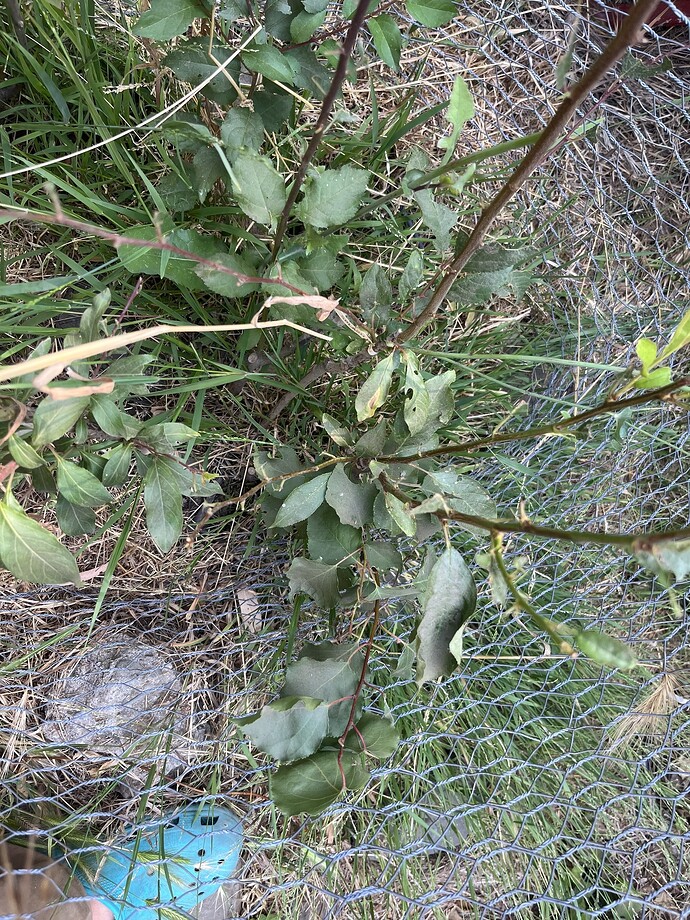 Pluot Seedling - General Fruit Growing - Growing Fruit