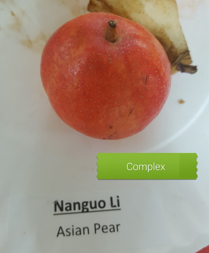 Nanguo Asian Pear - General Fruit Growing - Growing Fruit