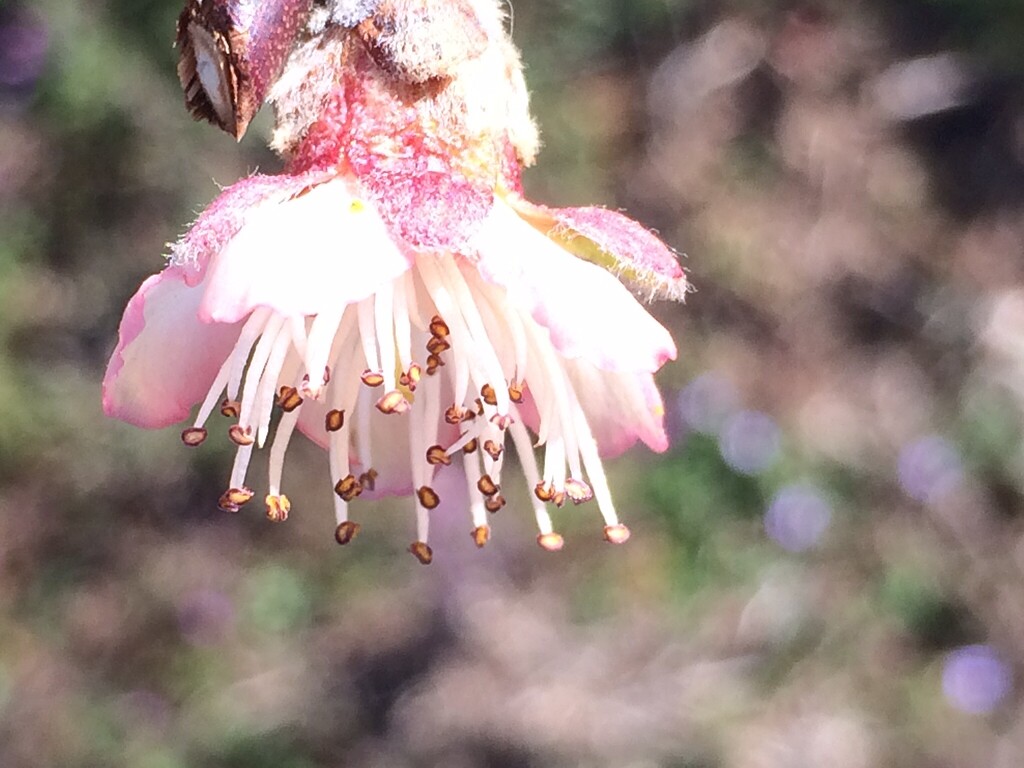 Deformed blooms - General Fruit Growing - Growing Fruit