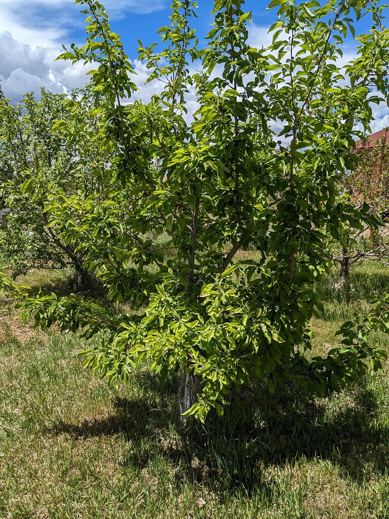 Heyer apple did not flower - General Fruit Growing - Growing Fruit