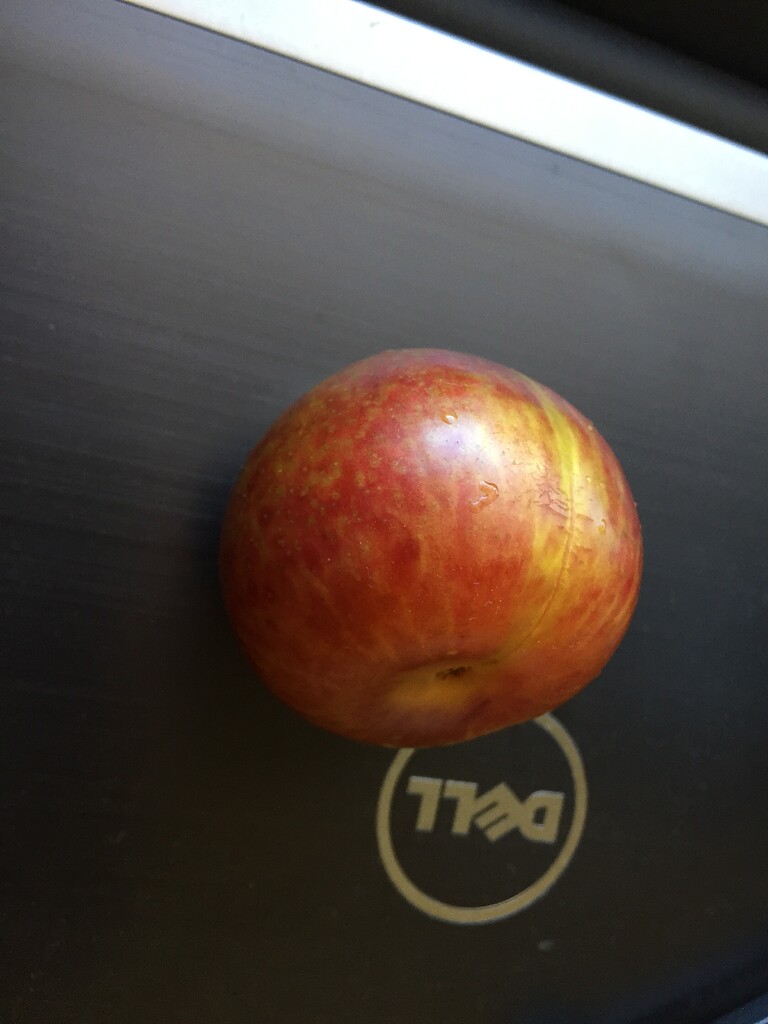 Dapple Supreme or Flavor Supreme? - General Fruit Growing - Growing Fruit