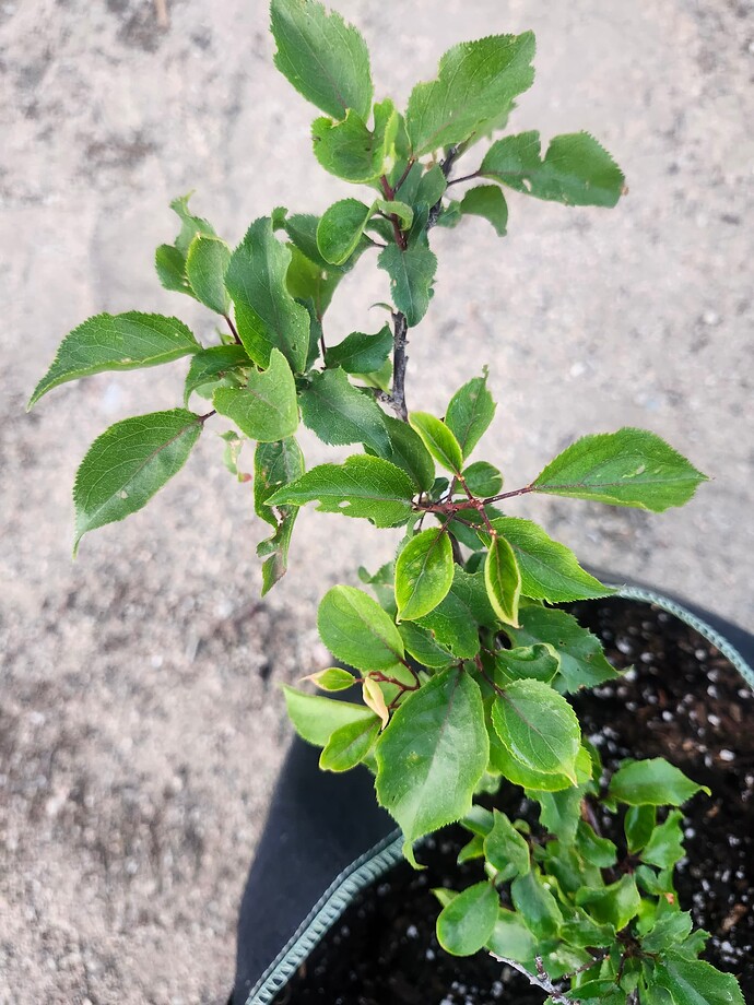 Flavorella plumcot seedling - General Fruit Growing - Growing Fruit