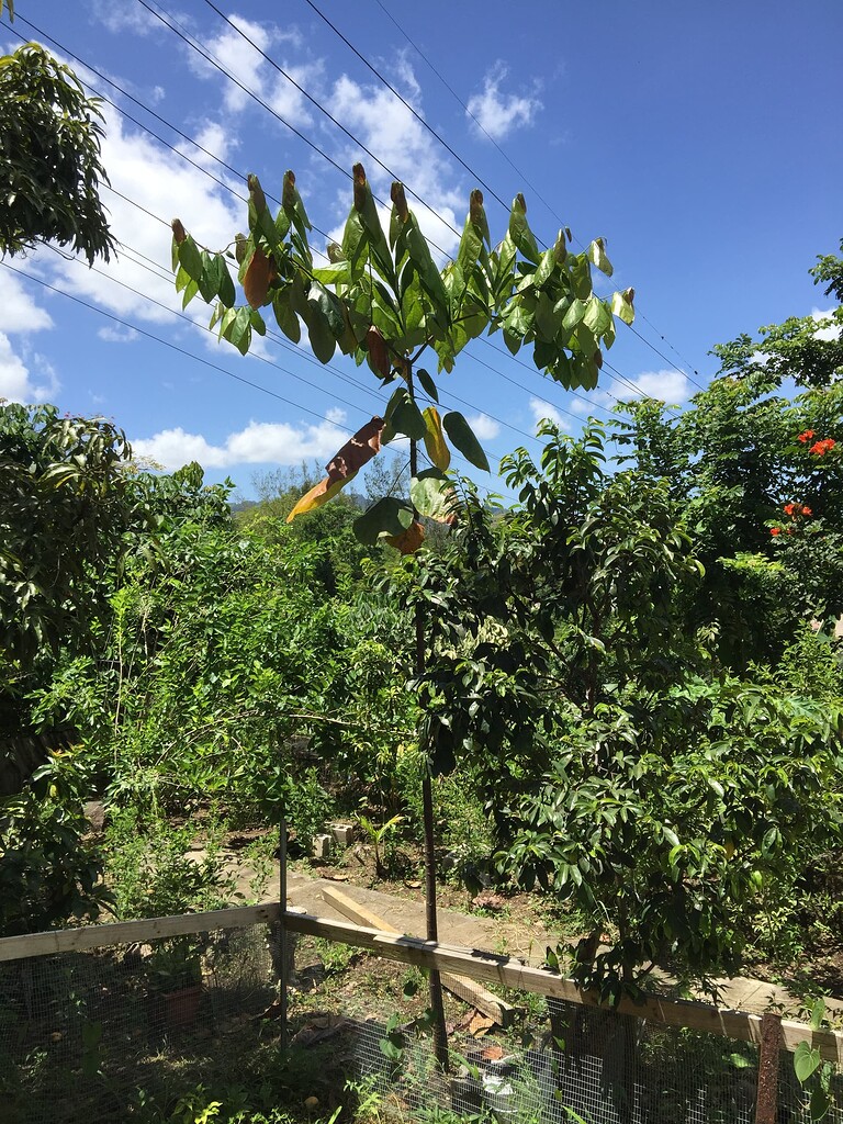 Glutton for Punishment – Growing Mocambo again - General Fruit Growing ...