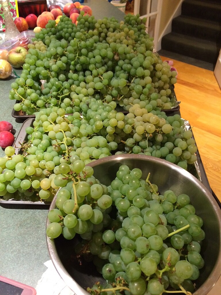 Bumper Seeded Grape Harvest - General Fruit Growing - Growing Fruit