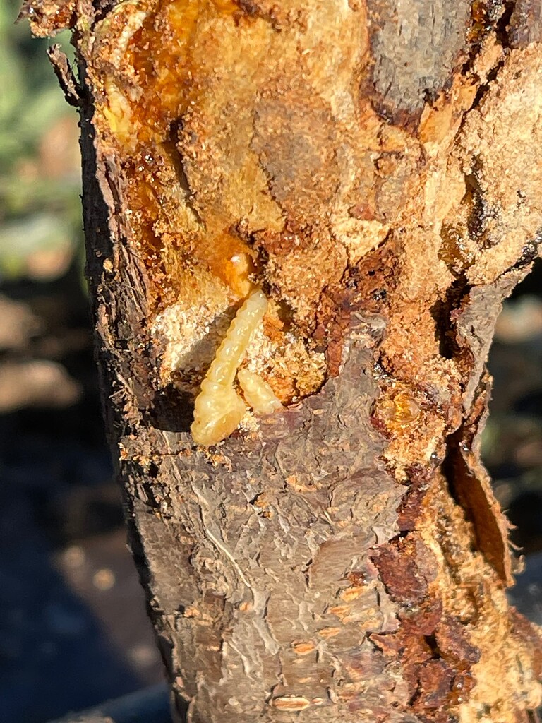 Peach tree borers - General Fruit Growing - Growing Fruit