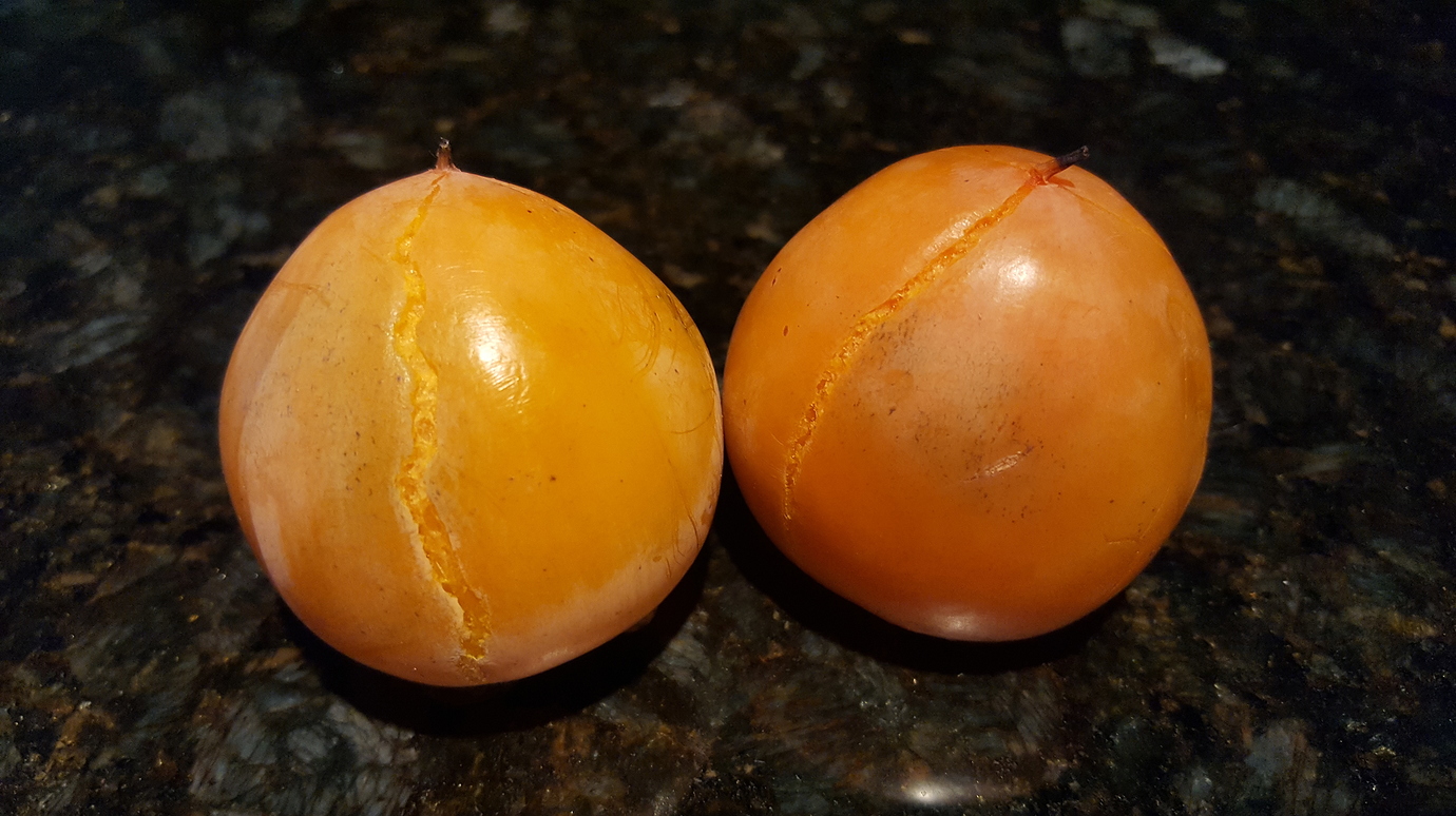 Prok and Yates American persimmons - Page 3 - General Fruit Growing ...