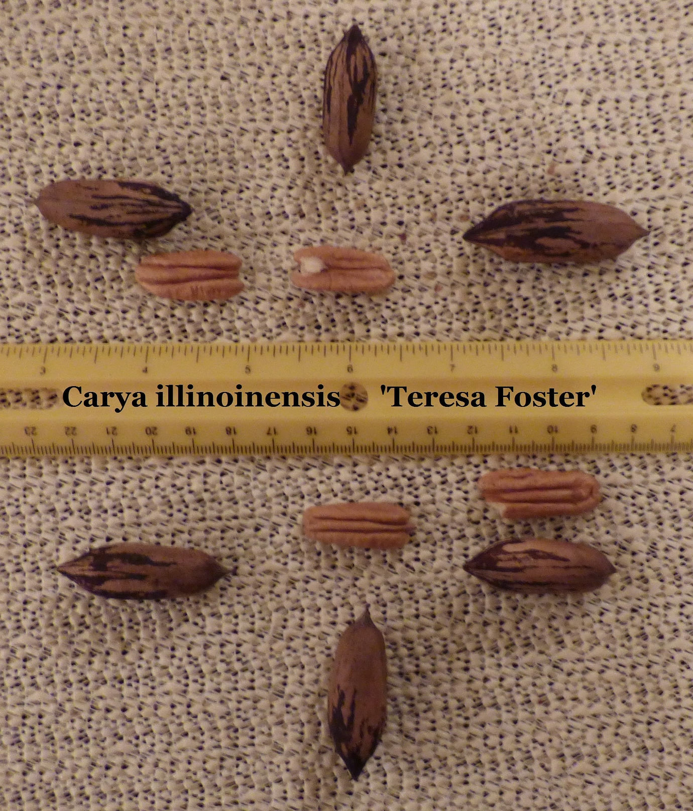 Pecan pollination chart - General Fruit Growing - Growing Fruit