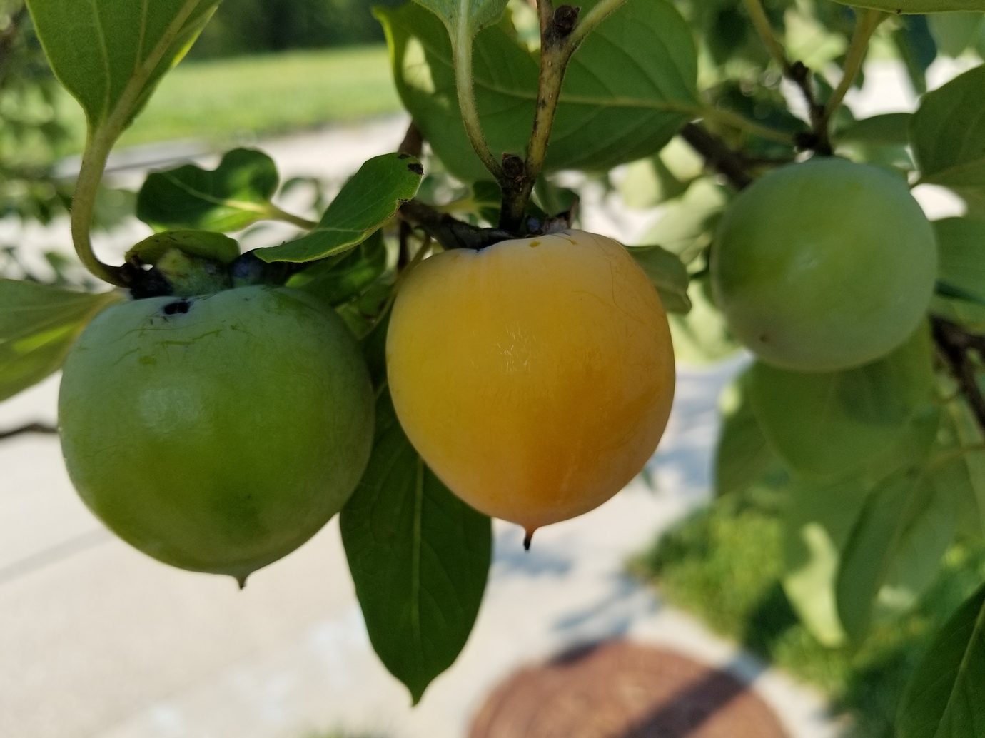 'Claypool A-118' ('Elmo') Persimmon (Diospyros virginiana) - General ...