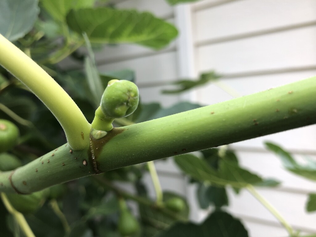 Advice for summer fig budding please - General Fruit Growing - Growing ...