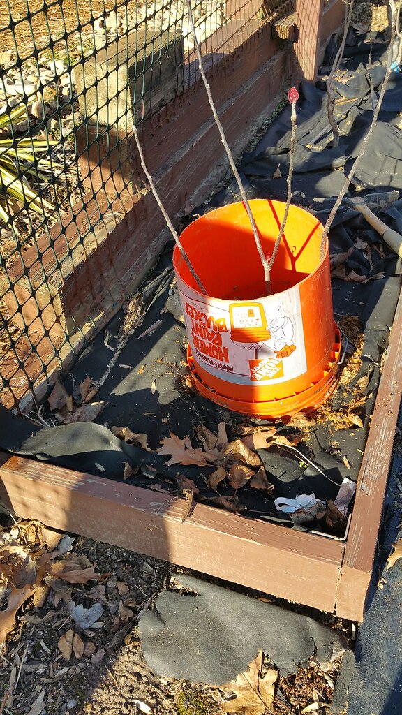 My first try at clonal rootstock propagation - General Fruit Growing ...