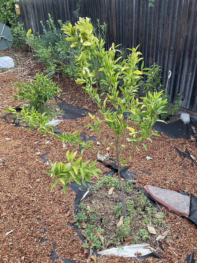 Languishing Gold Nugget Mandarin - General Fruit Growing - Growing Fruit