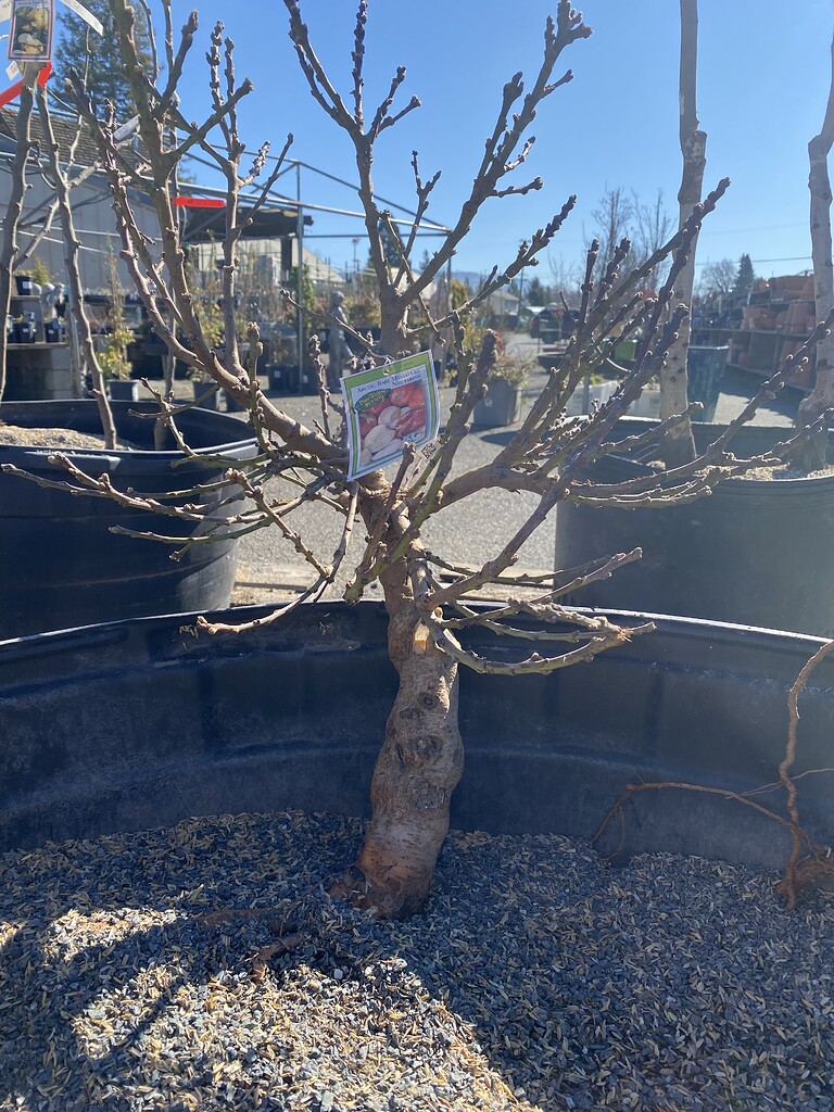 Miniature nectarine - General Fruit Growing - Growing Fruit