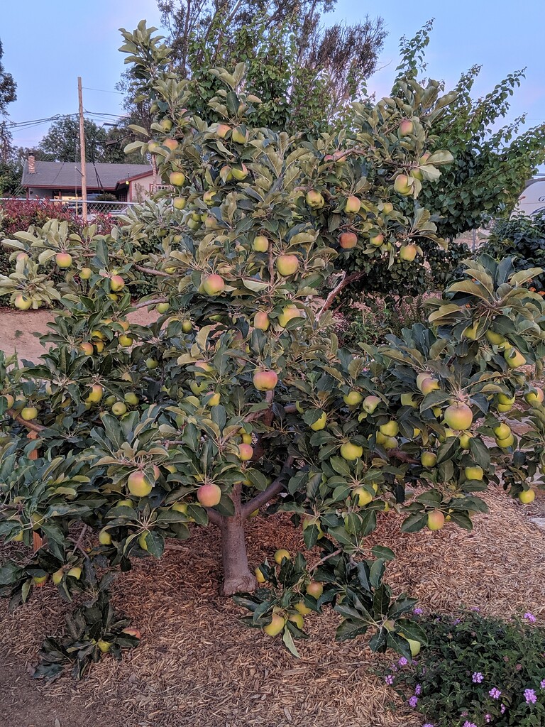 Anna & Dorsett Golden Apple Trees! Oh My! - Pictures! - Growing Fruit