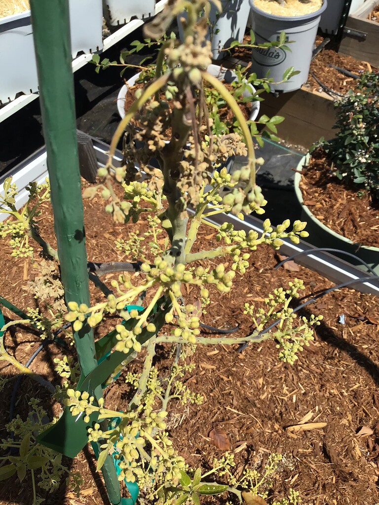 Avocado growers Black Stem & Dieback - Anthracnose? - General Fruit ...