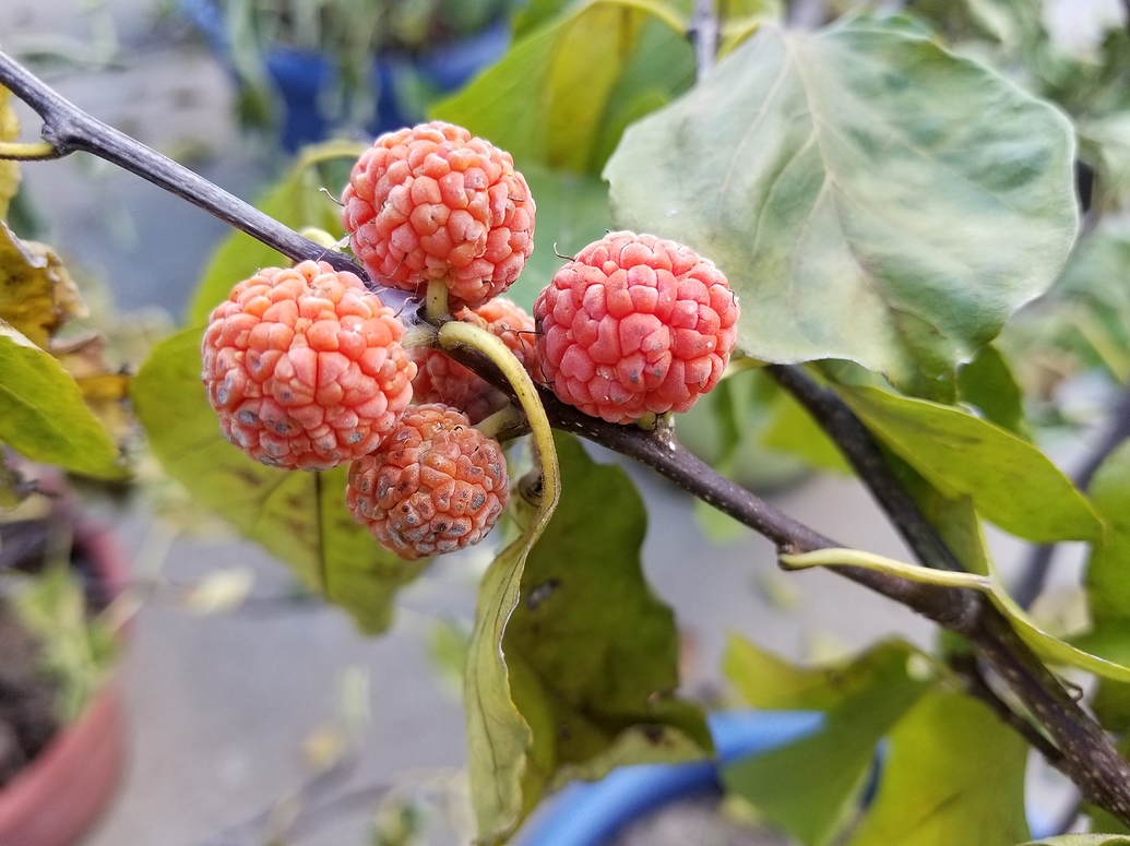 Che fruit - Page 15 - General Fruit Growing - Growing Fruit