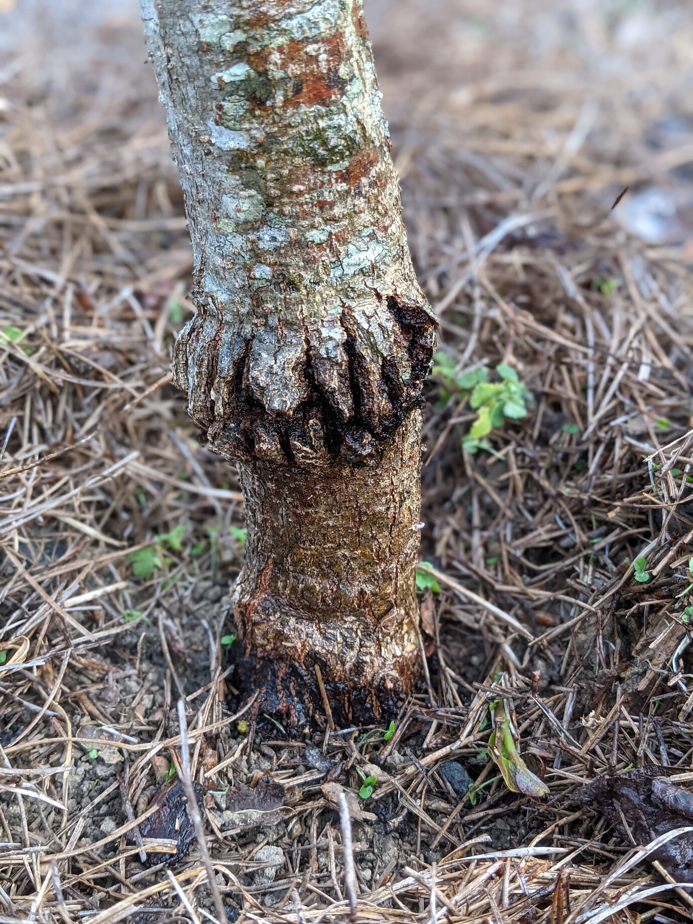 Graft incompatibility with D. kaki 'Sheng' on D. virginiana or ...