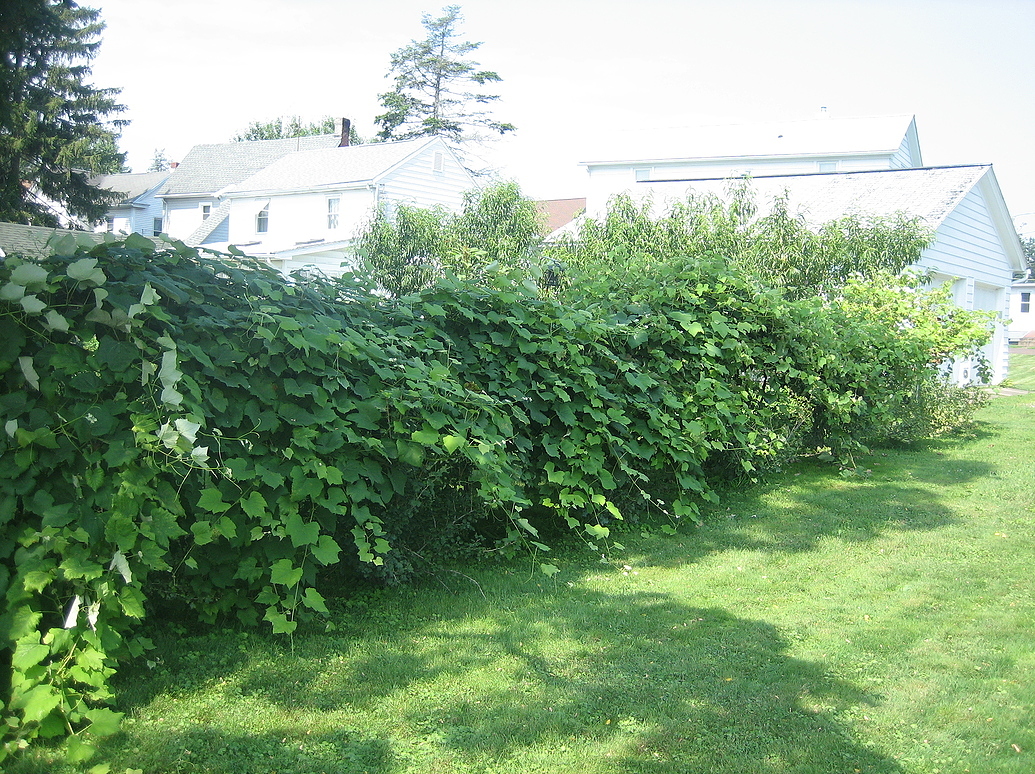 Indiana berry plant review - General Fruit Growing - Growing Fruit