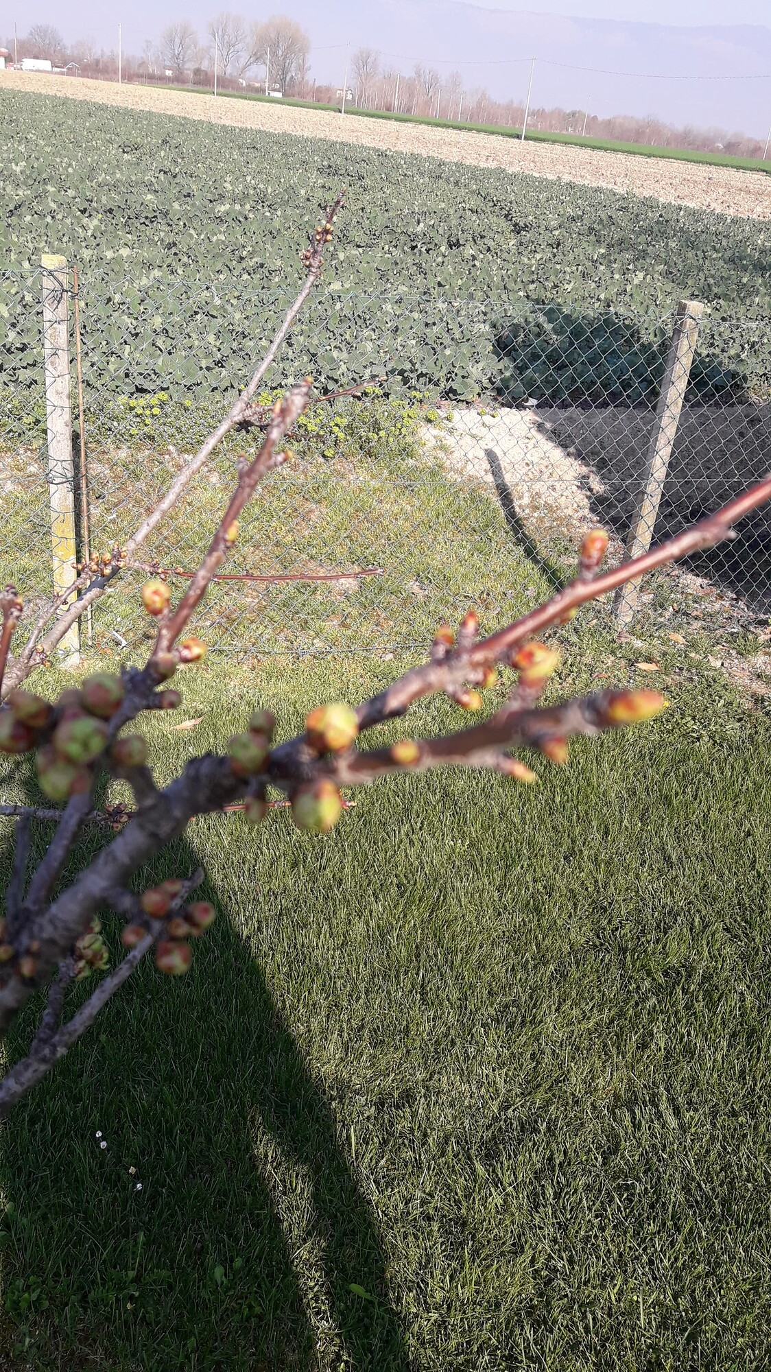 What do fruiting spurs look like on different types of trees? - General ...