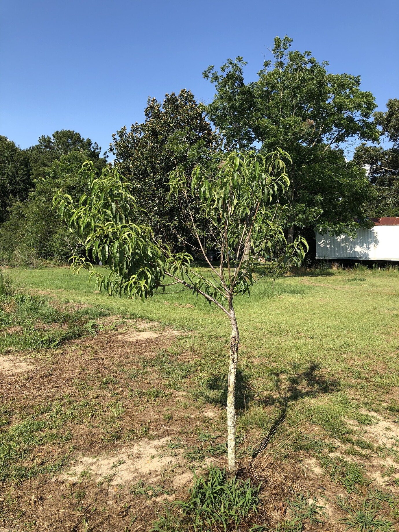 Peach Grafting Advice - Page 4 - General Fruit Growing - Growing Fruit