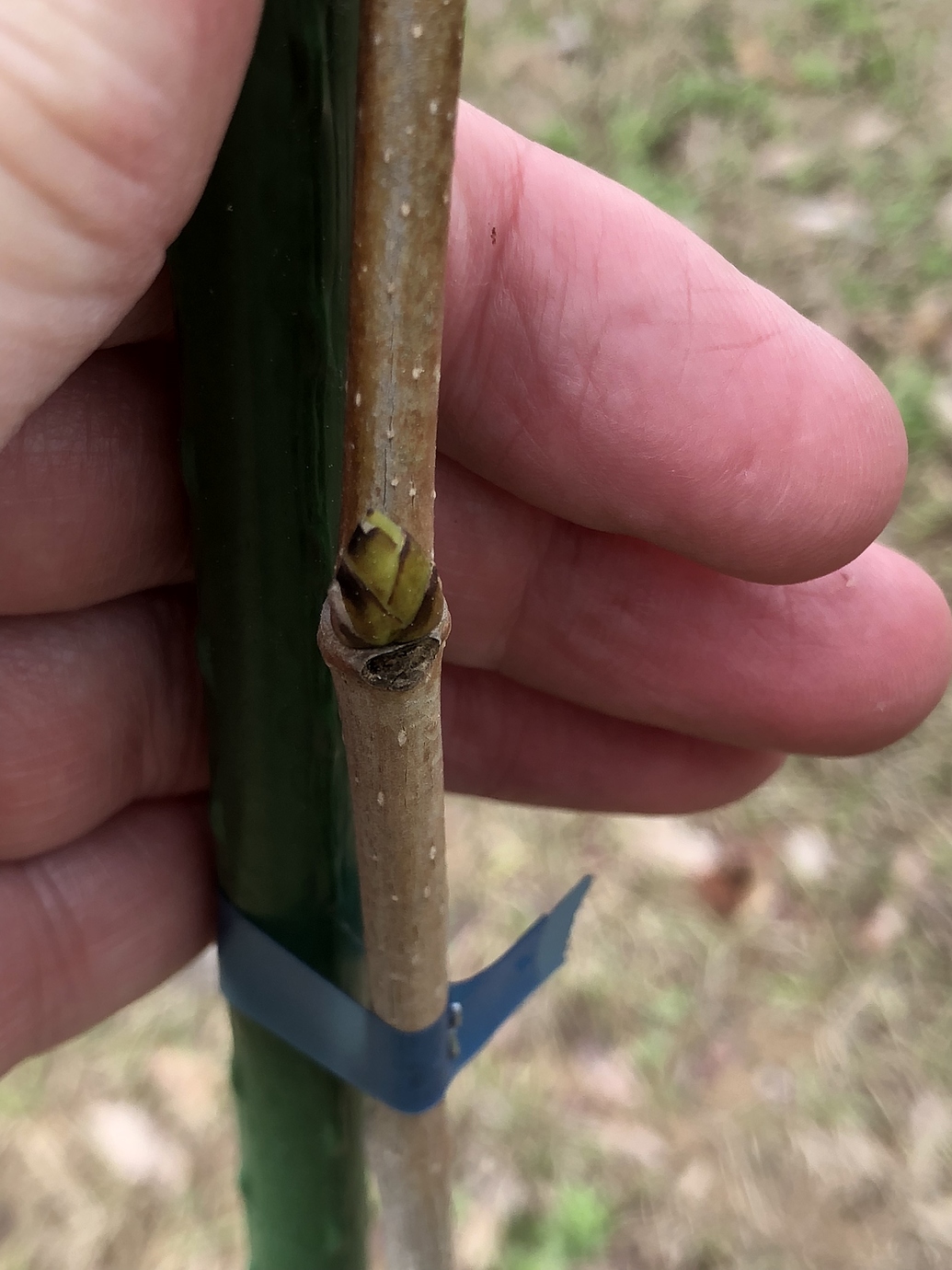 Rootstock vs onset of bud break? - Page 2 - General Fruit Growing ...