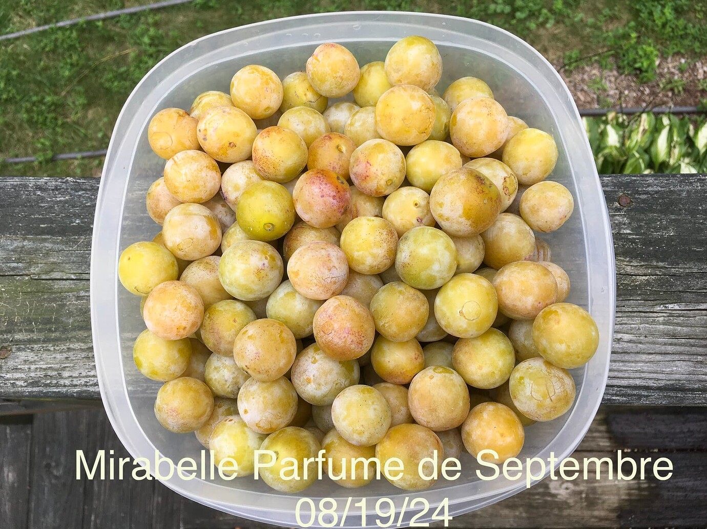 Mirabelle identification - General Fruit Growing - Growing Fruit