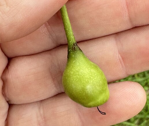 Special Pear Concerns - General Fruit Growing - Growing Fruit