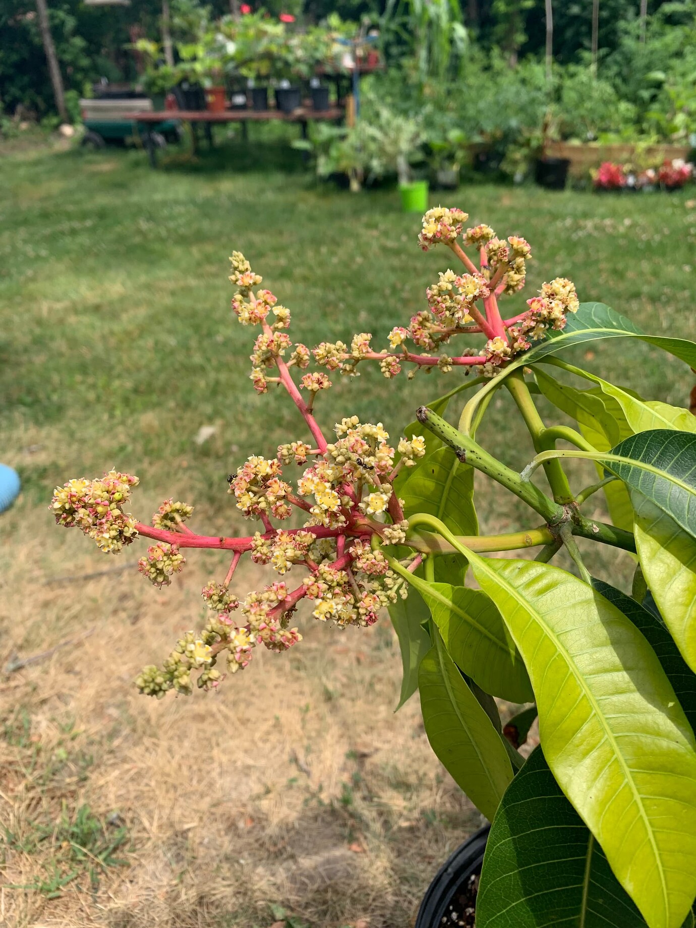 Carrie Mango - General Fruit Growing - Growing Fruit