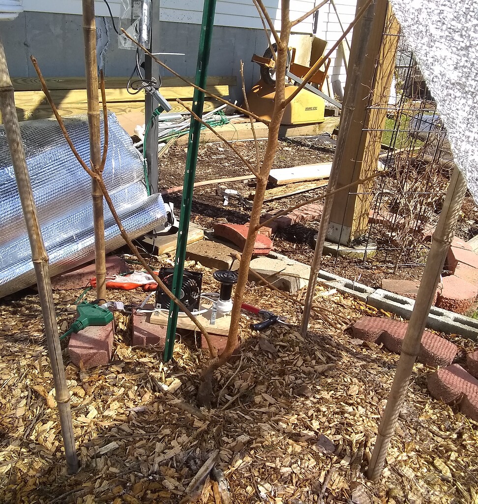 How to prune this persimmon? - General Fruit Growing - Growing Fruit