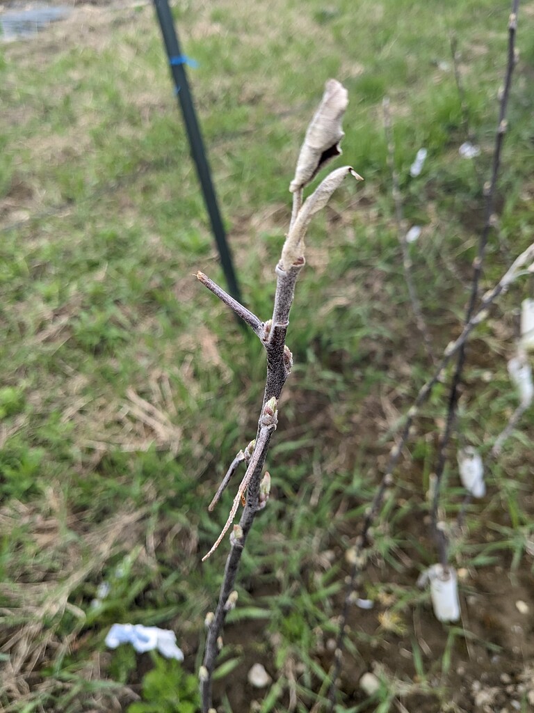 Advice Needed - transplanting apple grafts after bud break - General ...