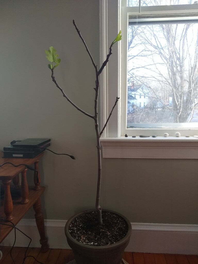 Fig tree with few branches - General Fruit Growing - Growing Fruit