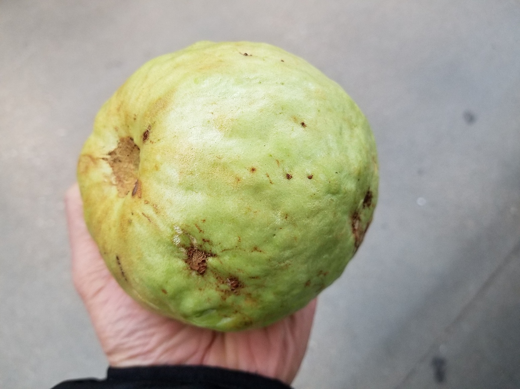 This is one big guava - General Fruit Growing - Growing Fruit
