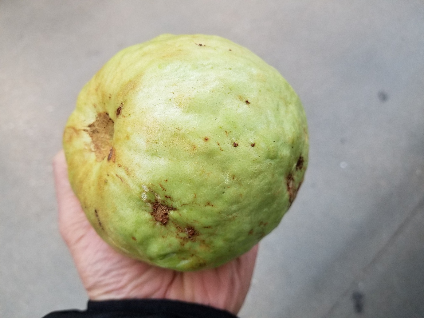 This is one big guava - General Fruit Growing - Growing Fruit