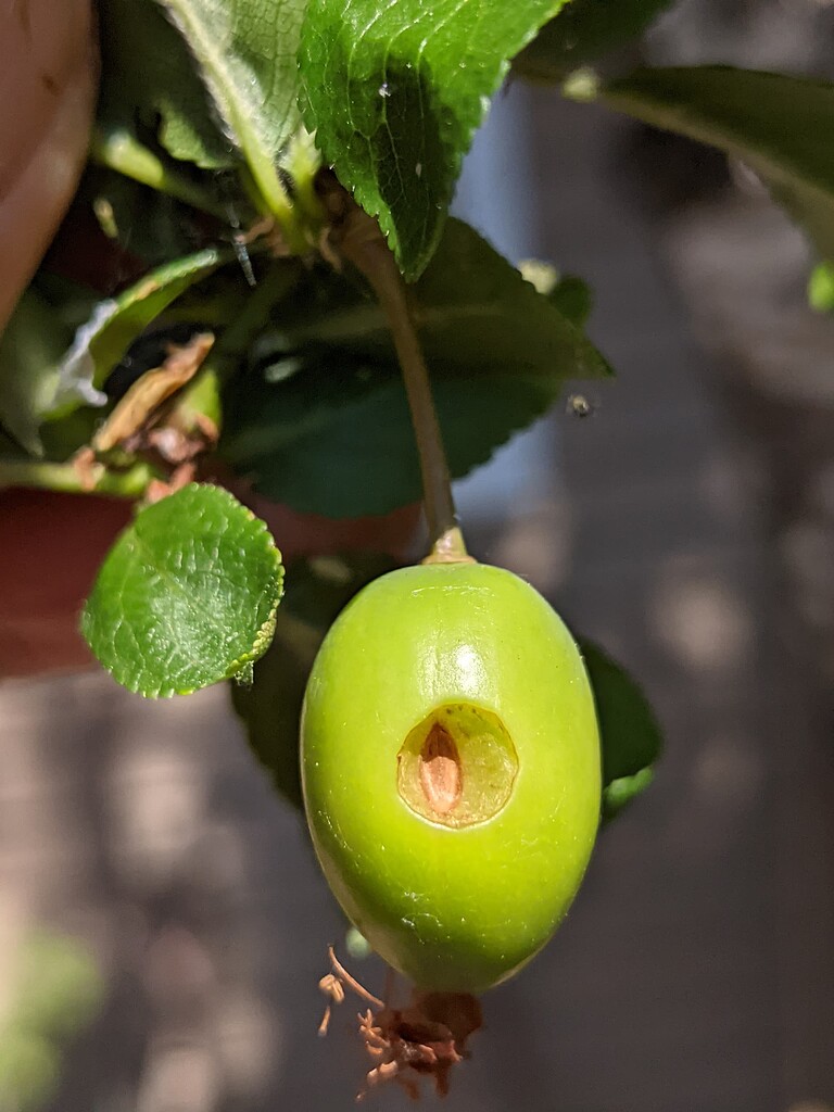 Pest id: holed plum - General Fruit Growing - Growing Fruit