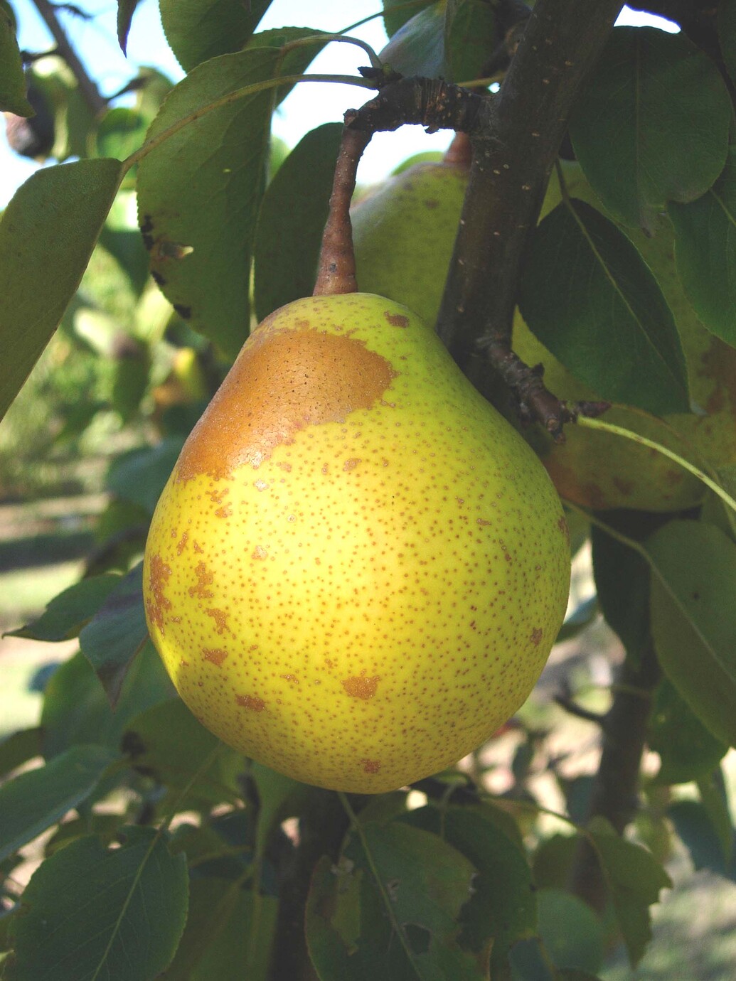 Spalding pear aka Spaulding pear - General Fruit Growing - Growing Fruit