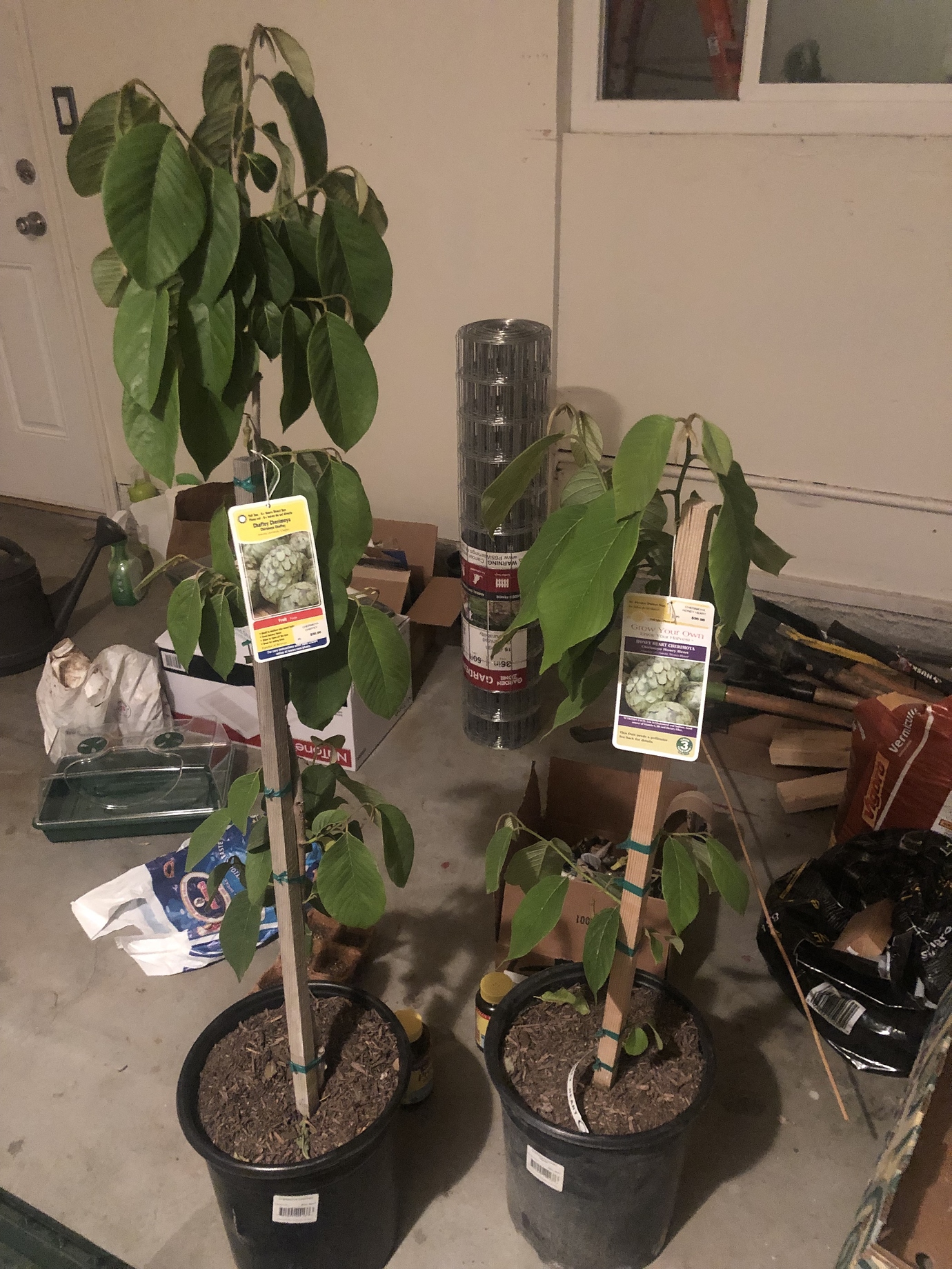 Growing cherimoyas - General Fruit Growing - Growing Fruit