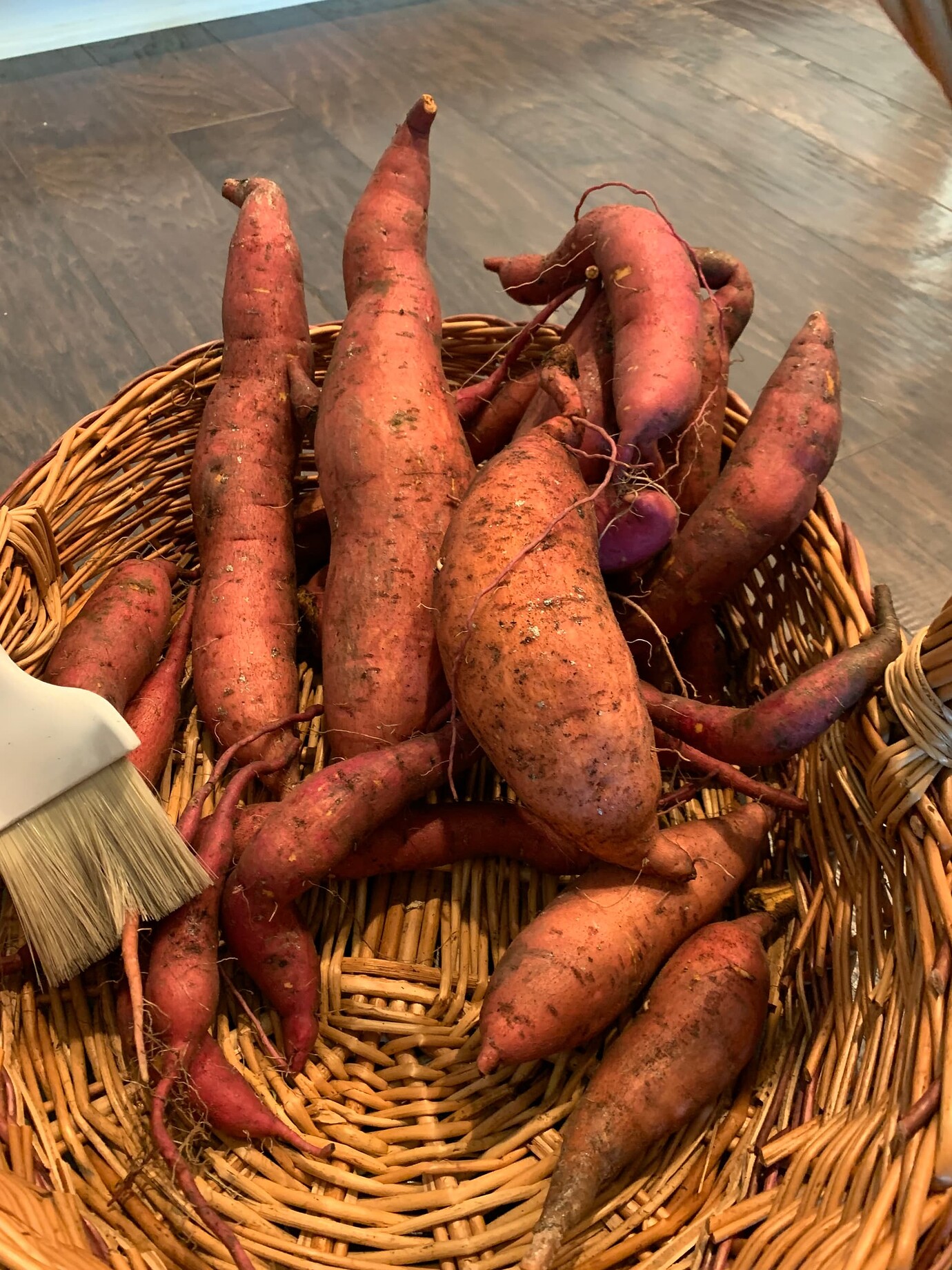 Sweet potatoes in containers - General Gardening - Growing Fruit