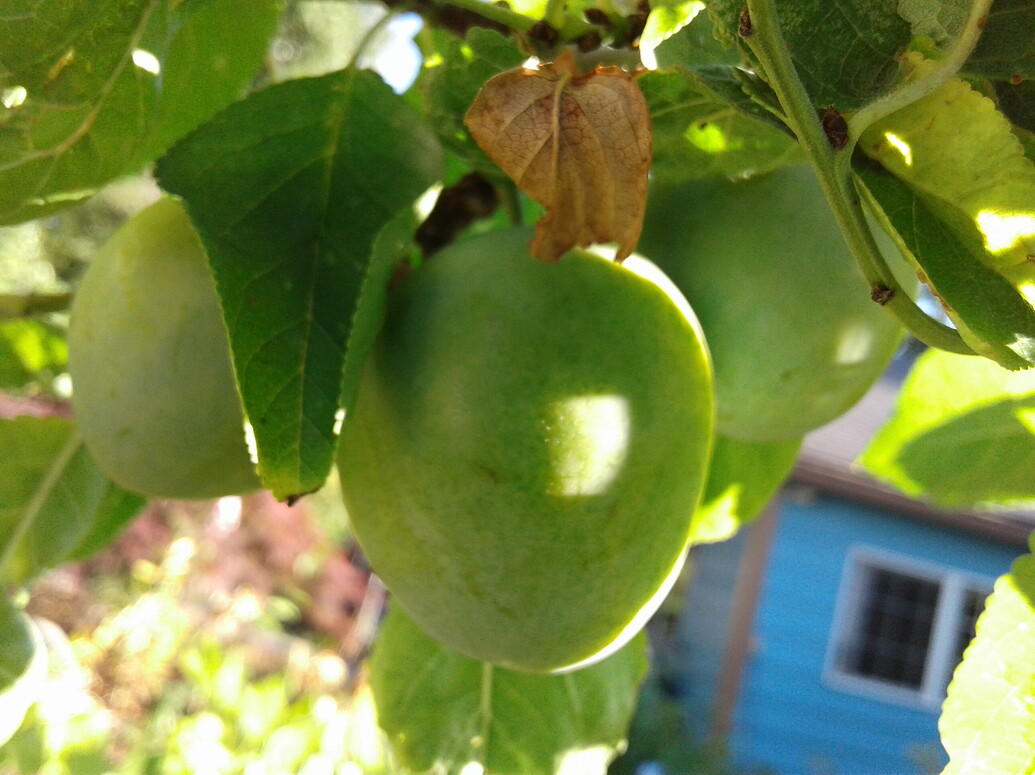 What is This Gage Flavor? - General Fruit Growing - Growing Fruit