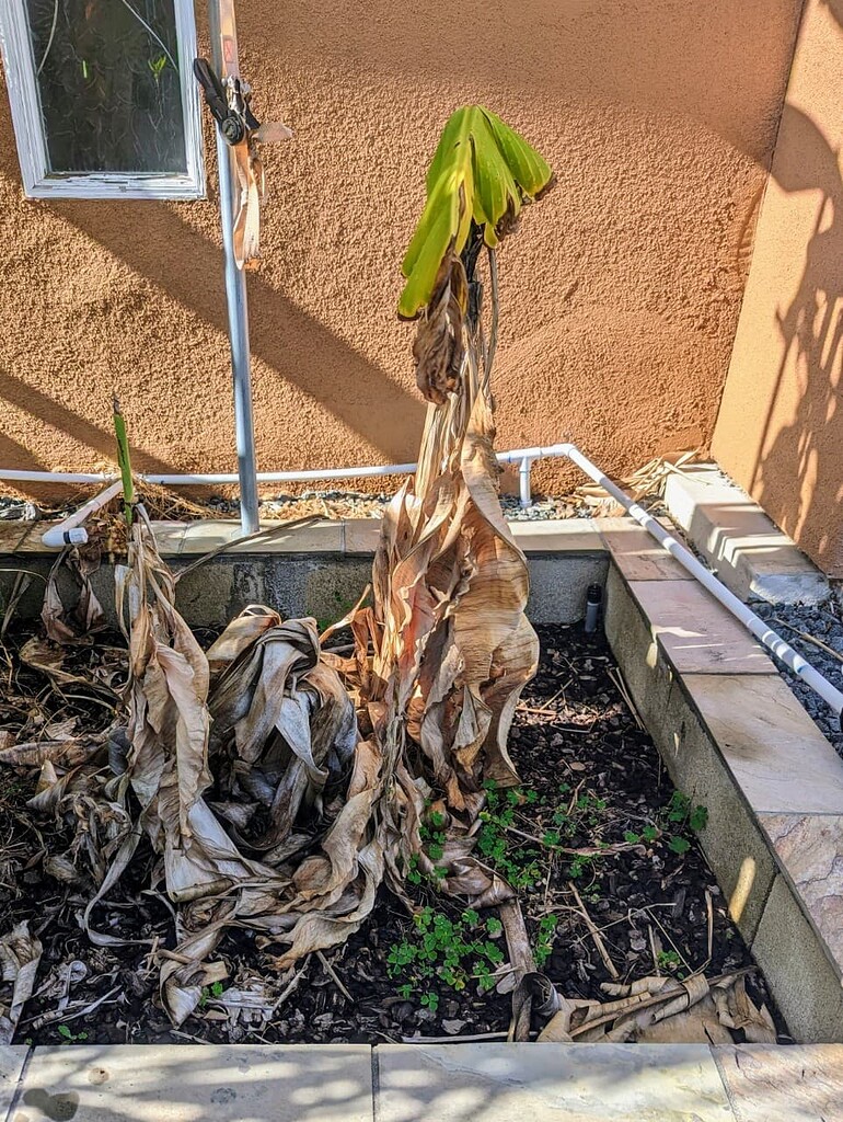 The real Gros Michael banana in 10b/11a - General Fruit Growing ...