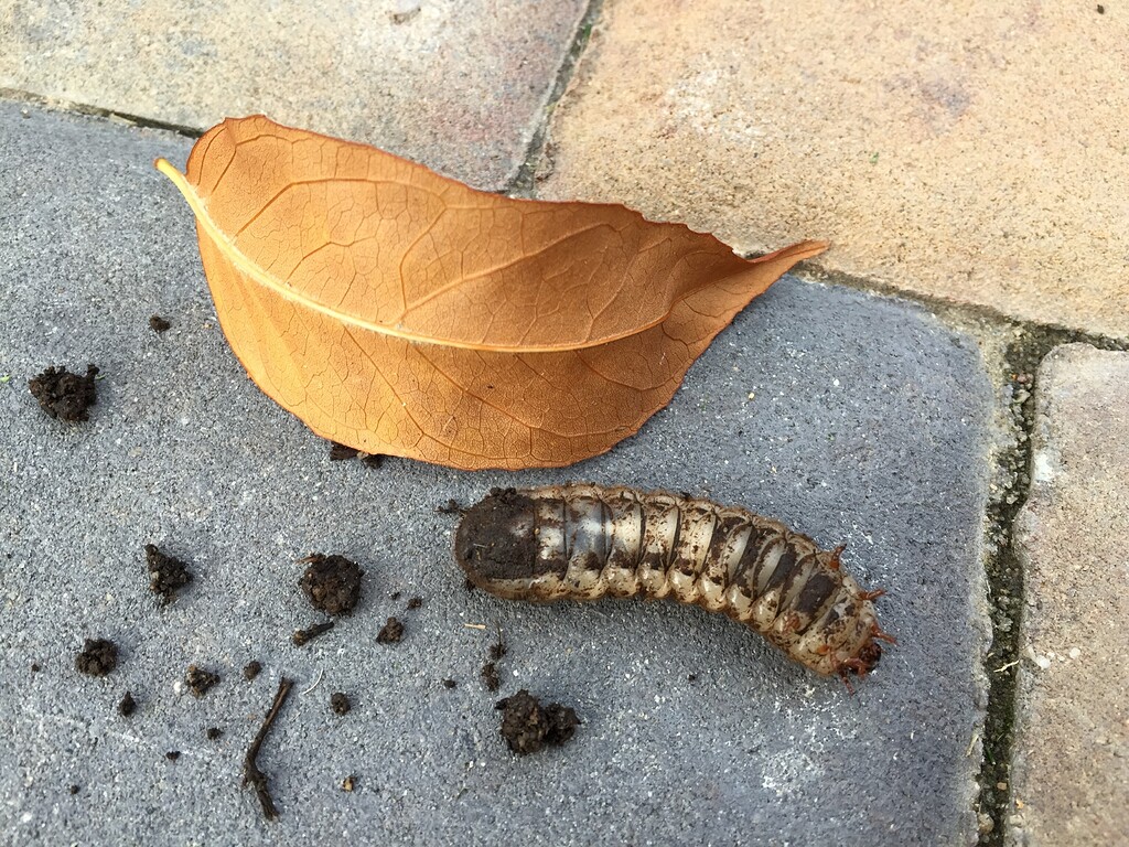 Monster Grub - General Gardening - Growing Fruit