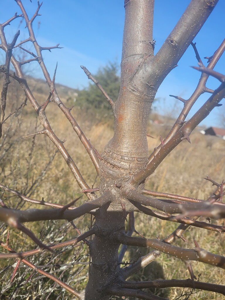 Comice regal red pear - General Fruit Growing - Growing Fruit