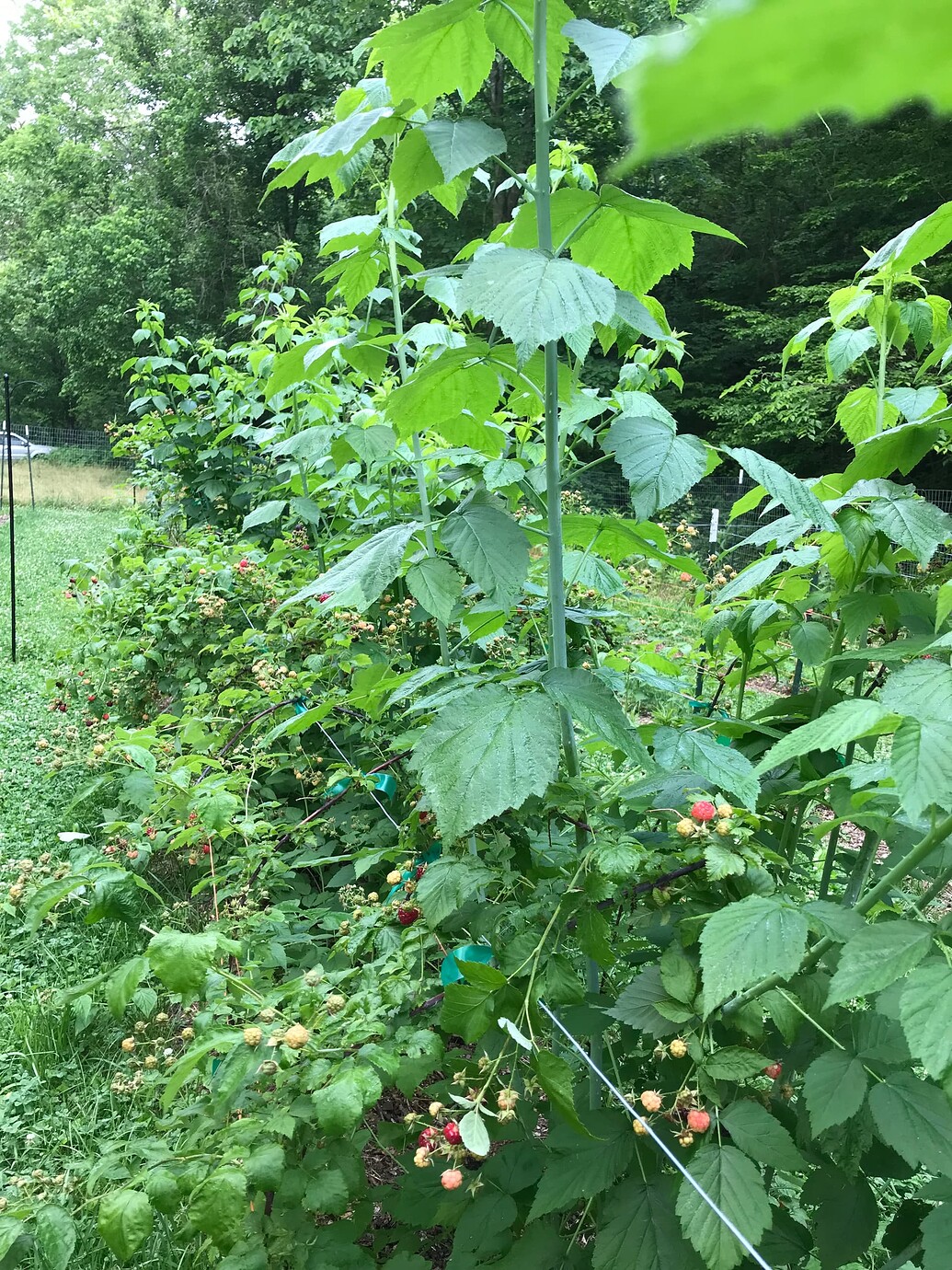 Blackberries, Raspberries and Hybrids - General Fruit Growing - Growing ...