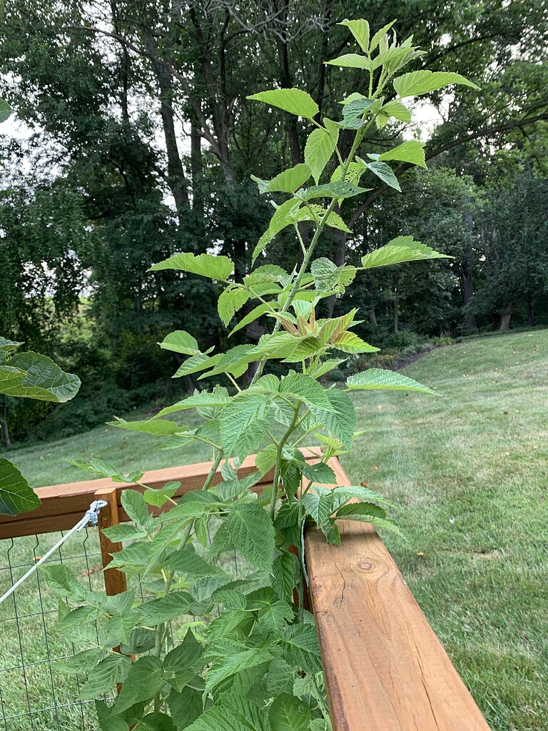 Prune Prelude Raspberry? - General Fruit Growing - Growing Fruit