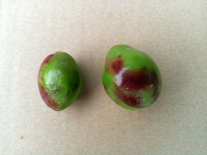 Plum pox or bud mutation? - General Fruit Growing - Growing Fruit