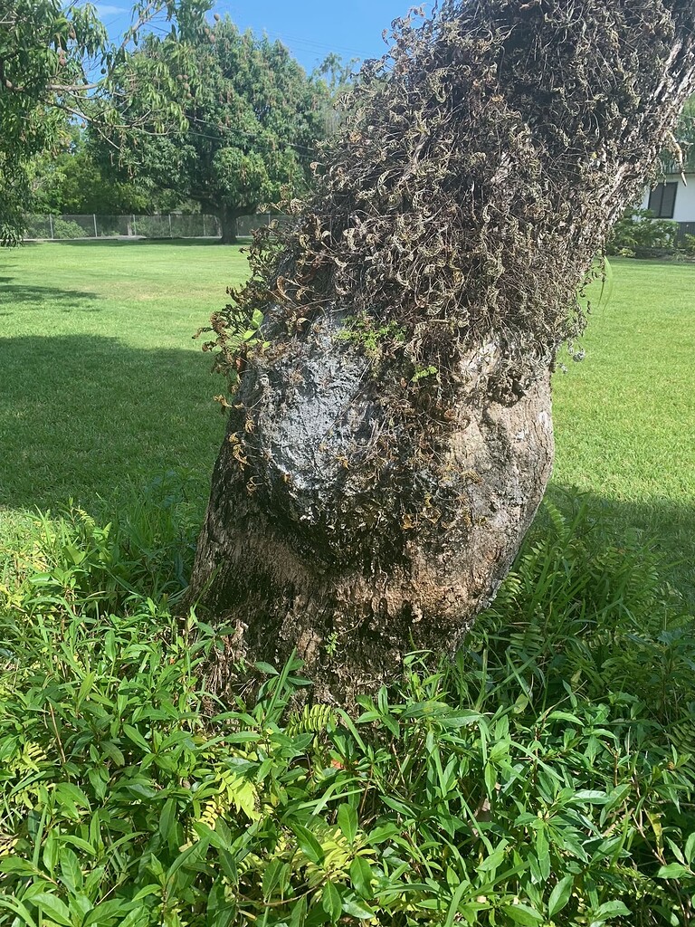 Help Save 50+ year old Mango Trees - General Fruit Growing - Growing Fruit