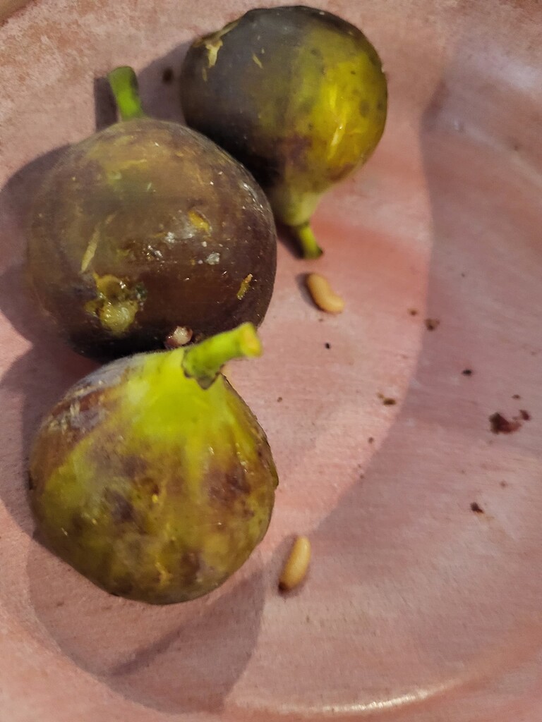 Look what invaded my fig - General Fruit Growing - Growing Fruit