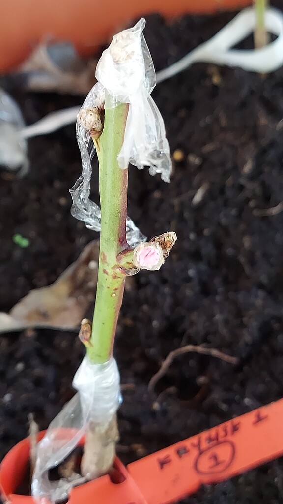 Care of newly grafted peach trees - General Fruit Growing - Growing Fruit