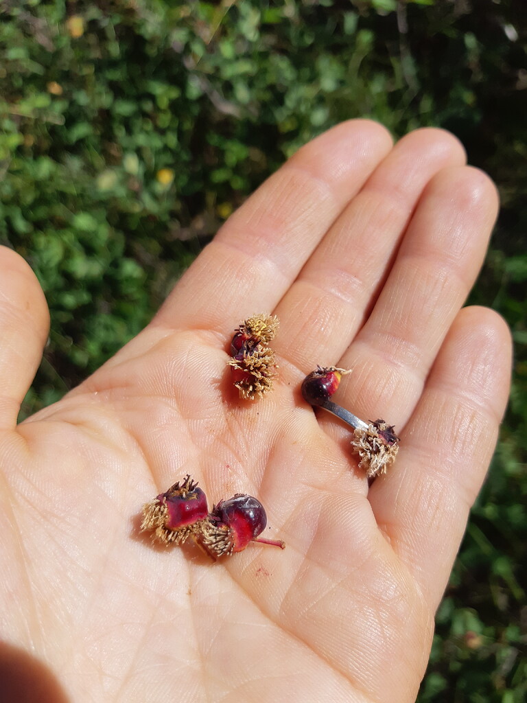 Saskatoon/Serviceberry Fungus? Help! - General Fruit Growing - Growing ...