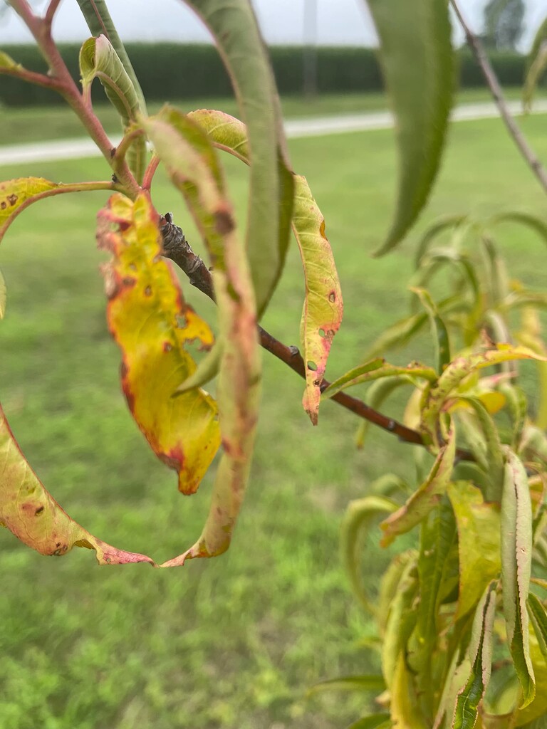 Young peach tree disease - General Fruit Growing - Growing Fruit